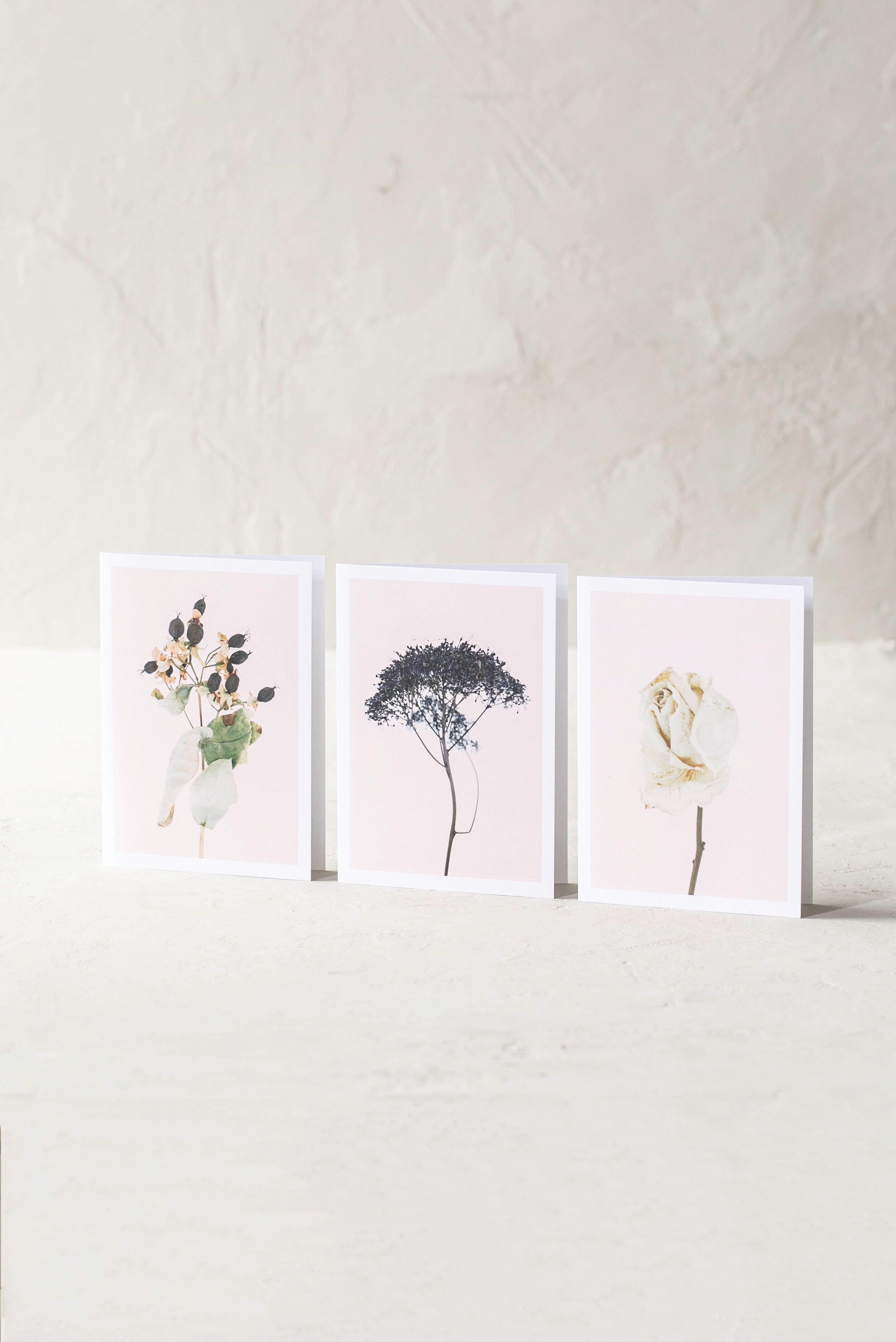 Arid Botanics Notecards (No. 3) | Hamish Robertson Prints – Hoppe Shoppe